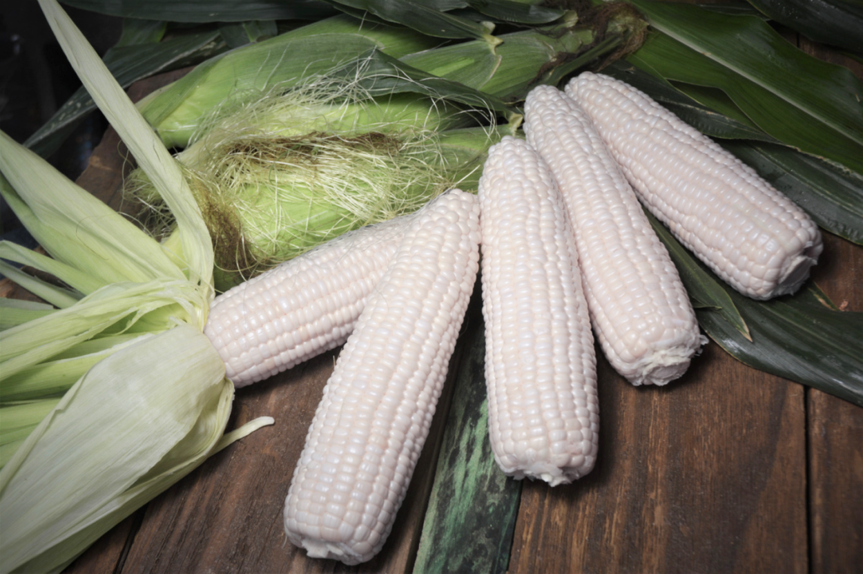 Magnolia MXR Sweet Corn (Cruiser Treated) | Seedway