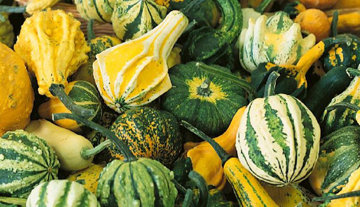 Small Mix Gourd (Treated Seed) | Seedway