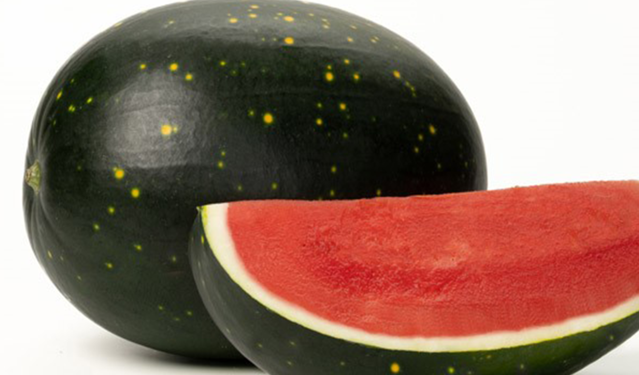 Starship Watermelon (Farmore) | Seedway