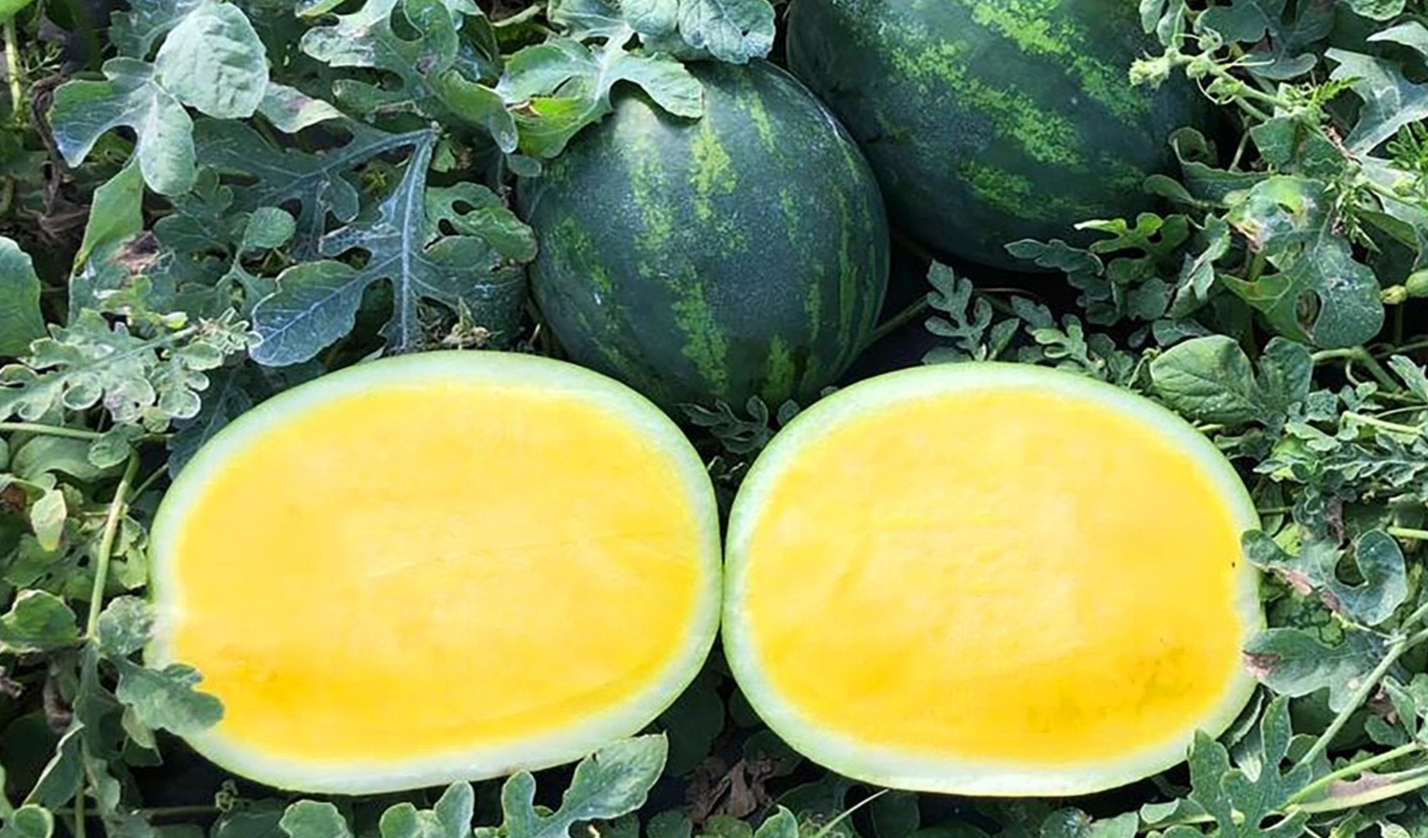 Sunstone Watermelon (Primed/Farmore) | Seedway