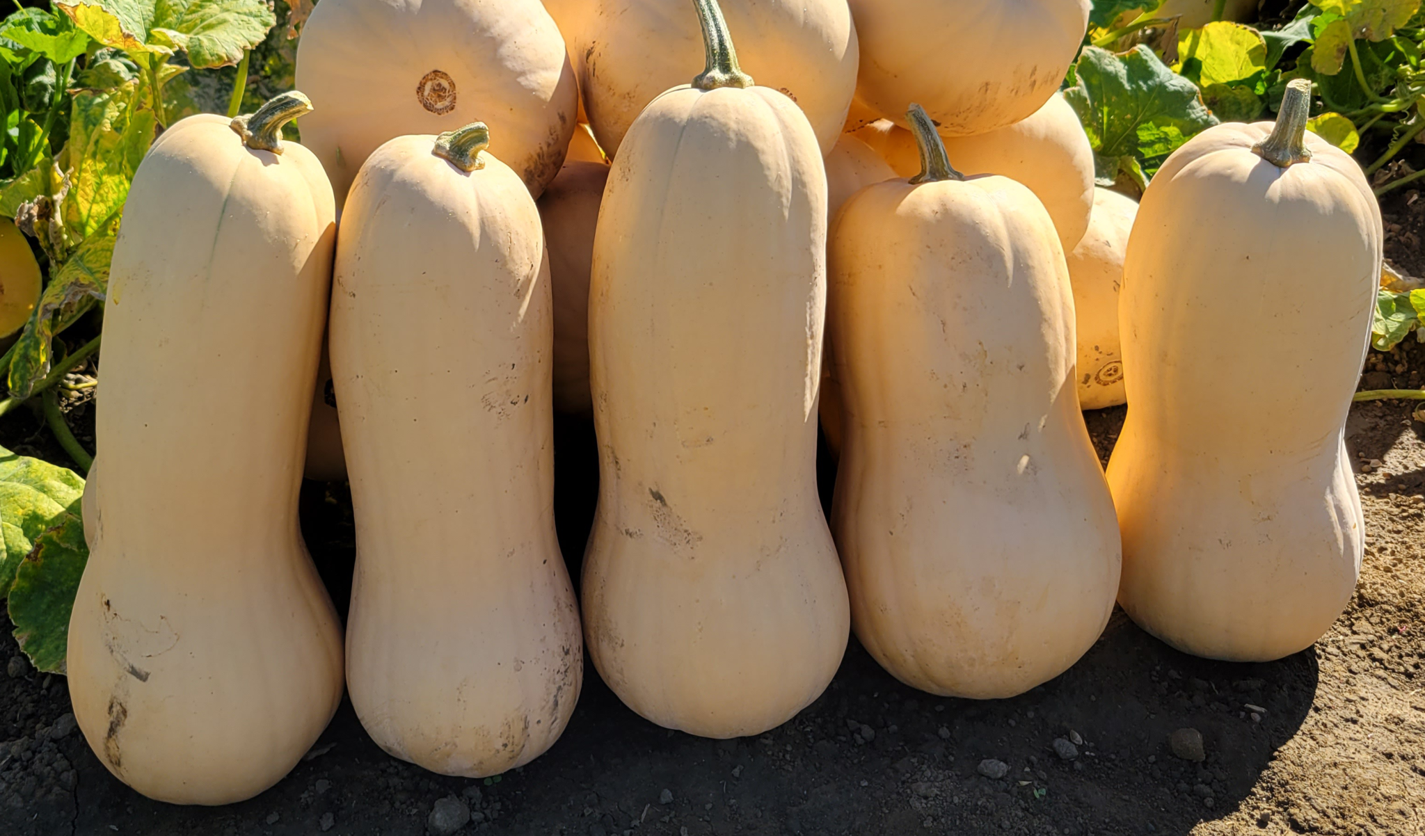 Texas Squash (Treated Seed) | Seedway