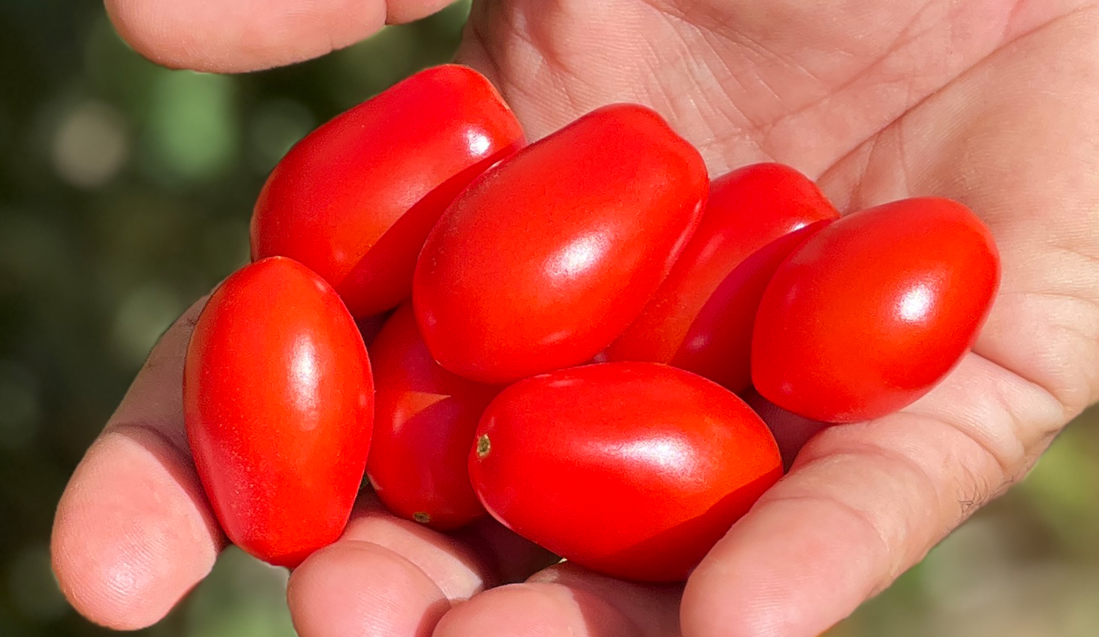 Diamond Crush Tomato (Treated Seed) | Seedway