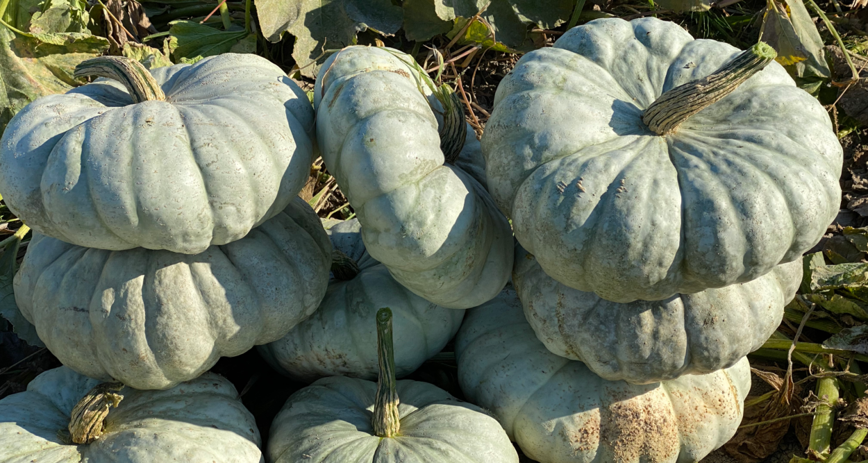 Sky Stacker Pumpkin (Treated Seed) | Seedway