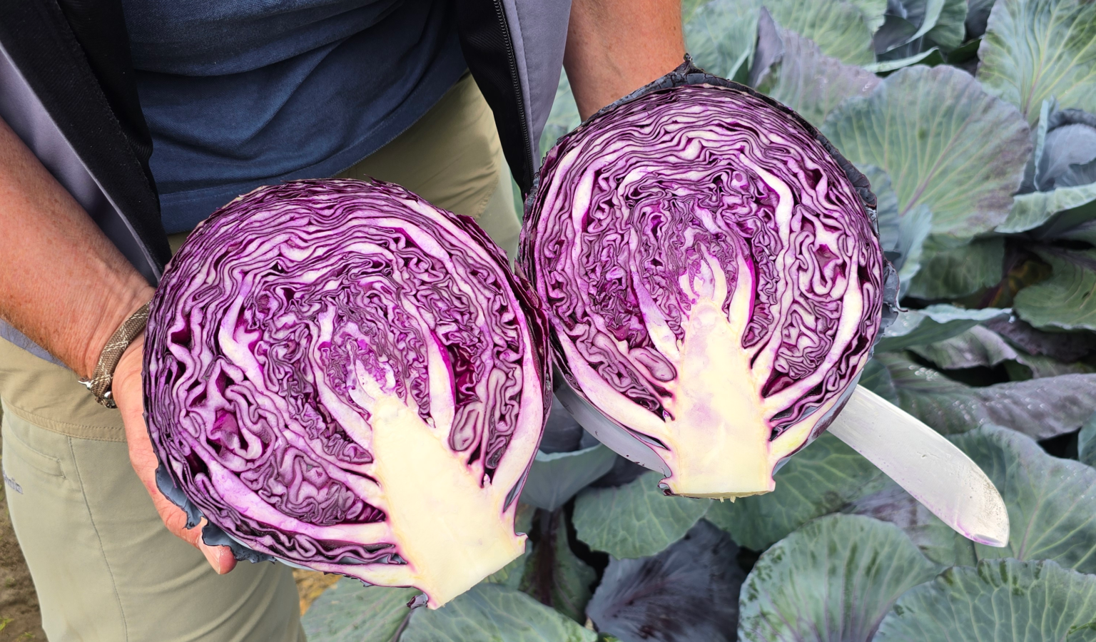 Resima RZ F1 Cabbage (Treated Seed) | Seedway