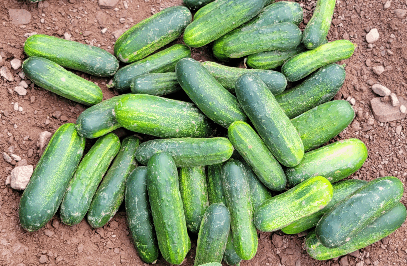 Bowie Cucumber (Farmore FI400) | Seedway
