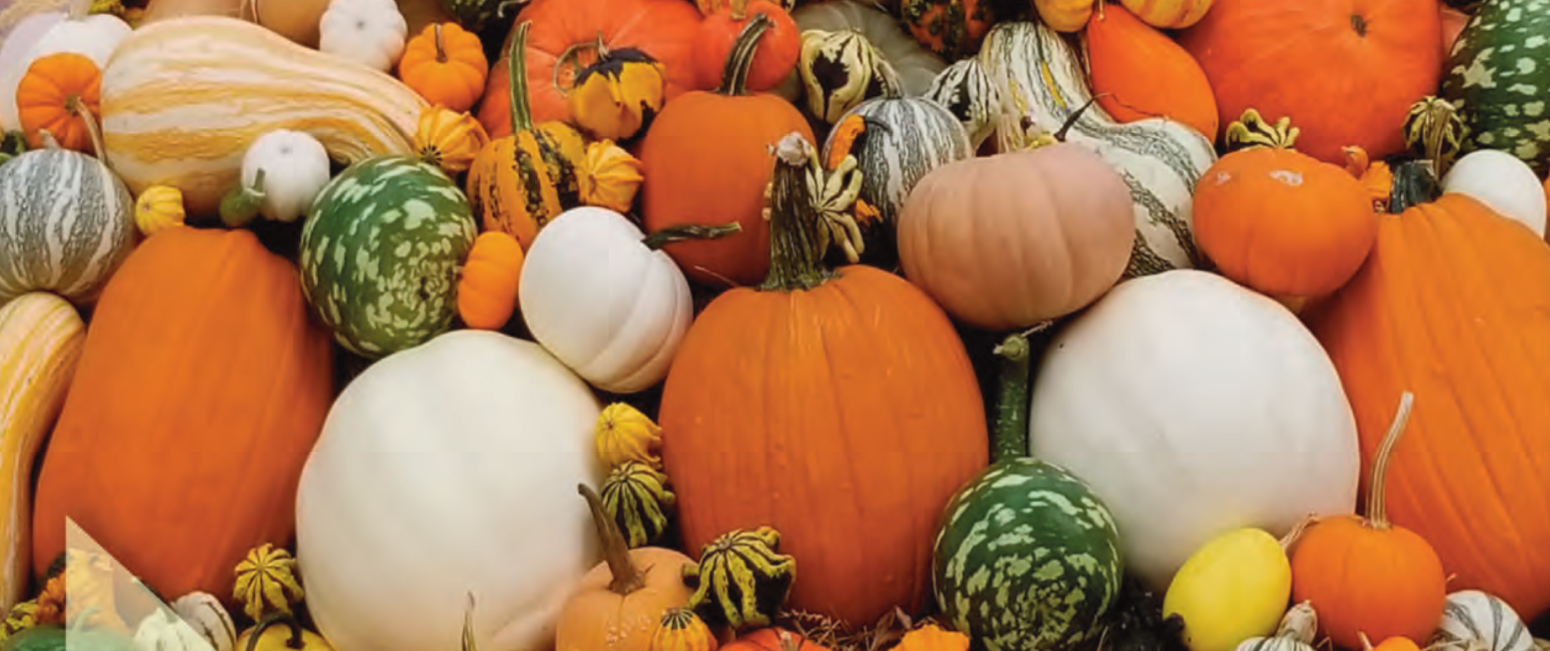 2026 SEEDWAY Vegetable Seed Catalog | Seedway