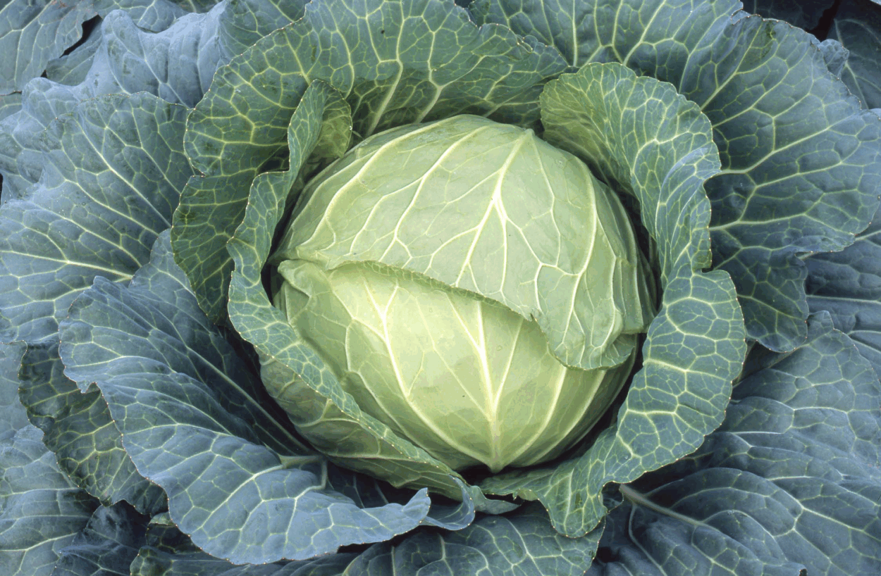 GC-301 Cabbage (Treated Seed) | Seedway