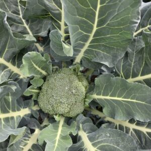 Northstar Broccoli (Not Treated) | Seedway