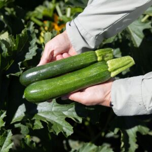 Salute Zucchini (Farmore FI400) | Seedway
