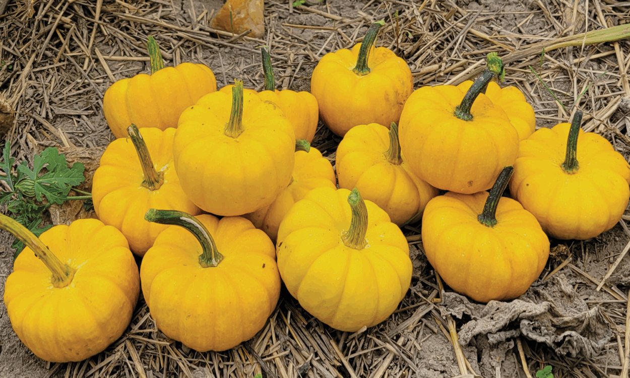 Yellow Jacket Pumpkin (Farmore) | Seedway