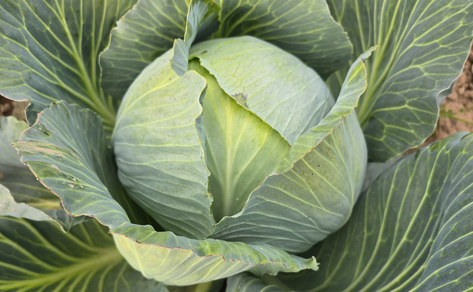Axioma RZ Cabbage (Treated Seed) | Seedway