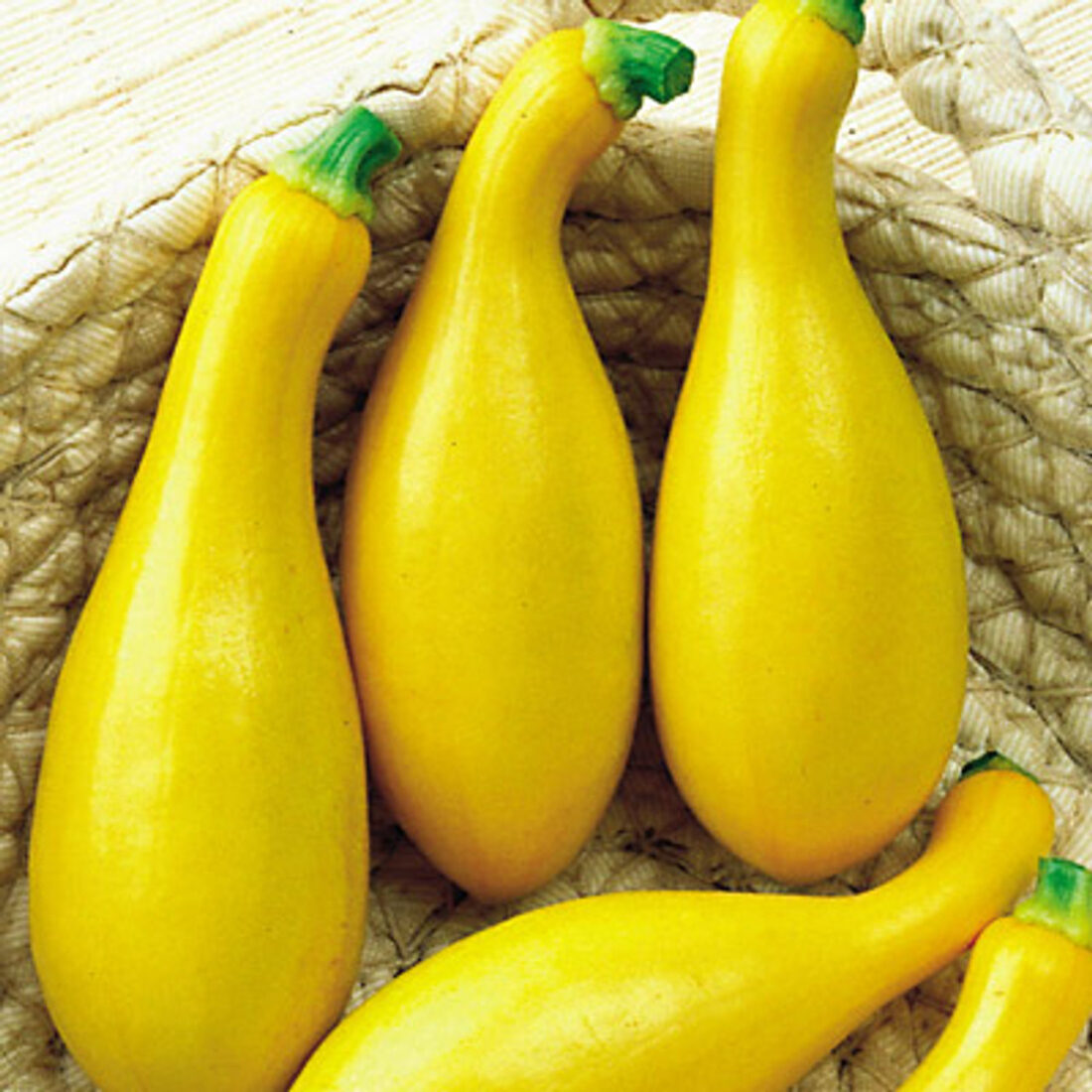 Dixie Crookneck Squash (Treated Seed) | Seedway