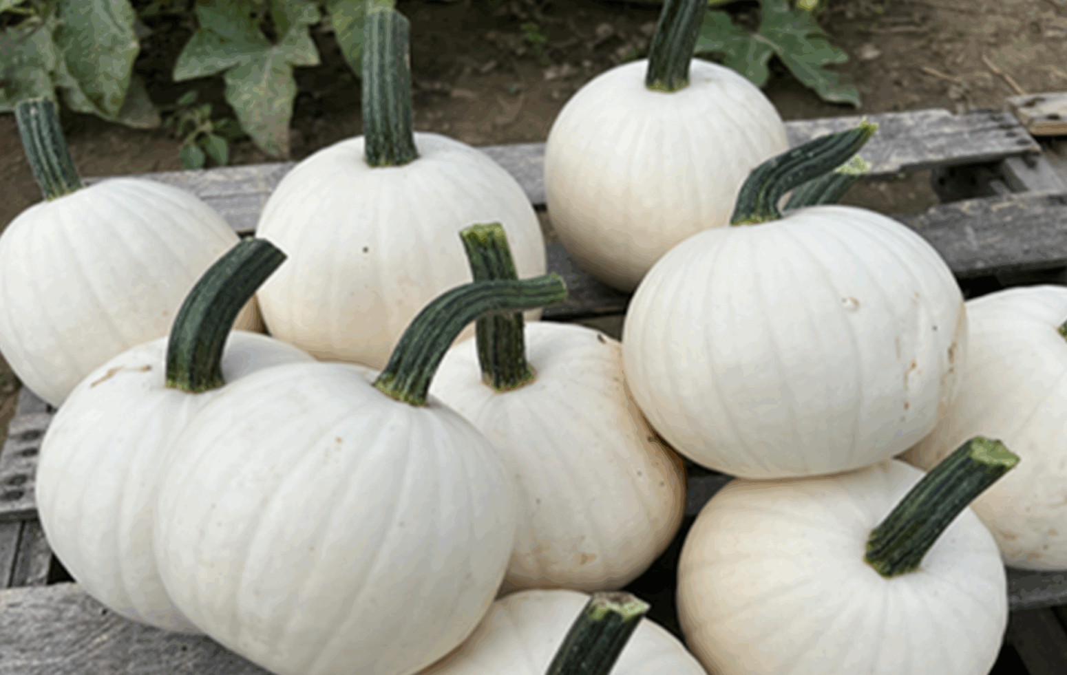 Elektra Pumpkin (Farmore) | Seedway