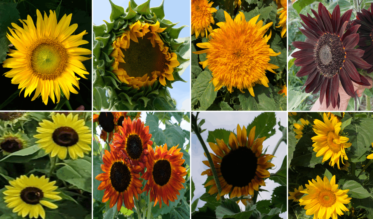 Sunshine Field Mix (Not Treated) | Seedway